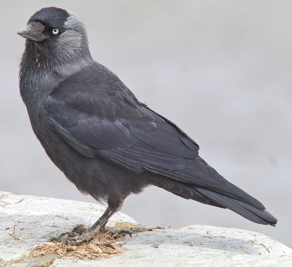 Soligor / Cunor et al... 350mm F5.6 Lens Reviews - Tokina Lenses ...